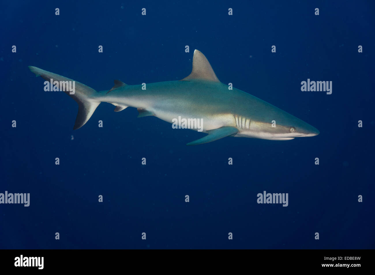 Grey Reef Shark (Carcharhinus amblyrhynchos), Pacific Ocean, Palau ...