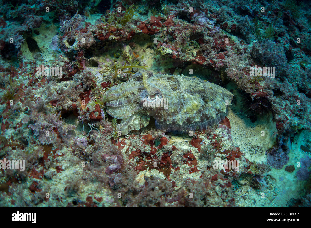 Cuttlefish Camouflage Before And After