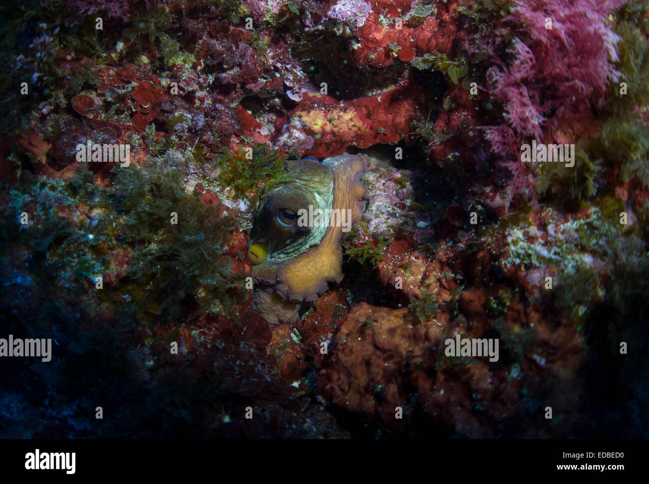 Hiding octopus, Octopus vulgaris, close-up form the Mediterranean Sea ...