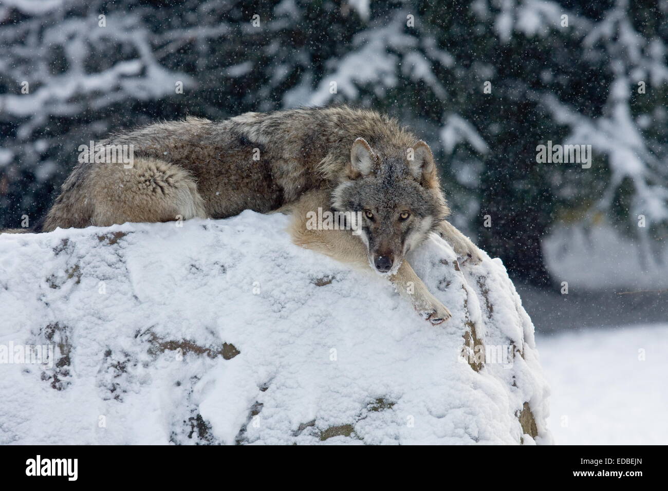 Wolf (Canis lupus) lying on boulder in snow, captive, Germany Stock ...