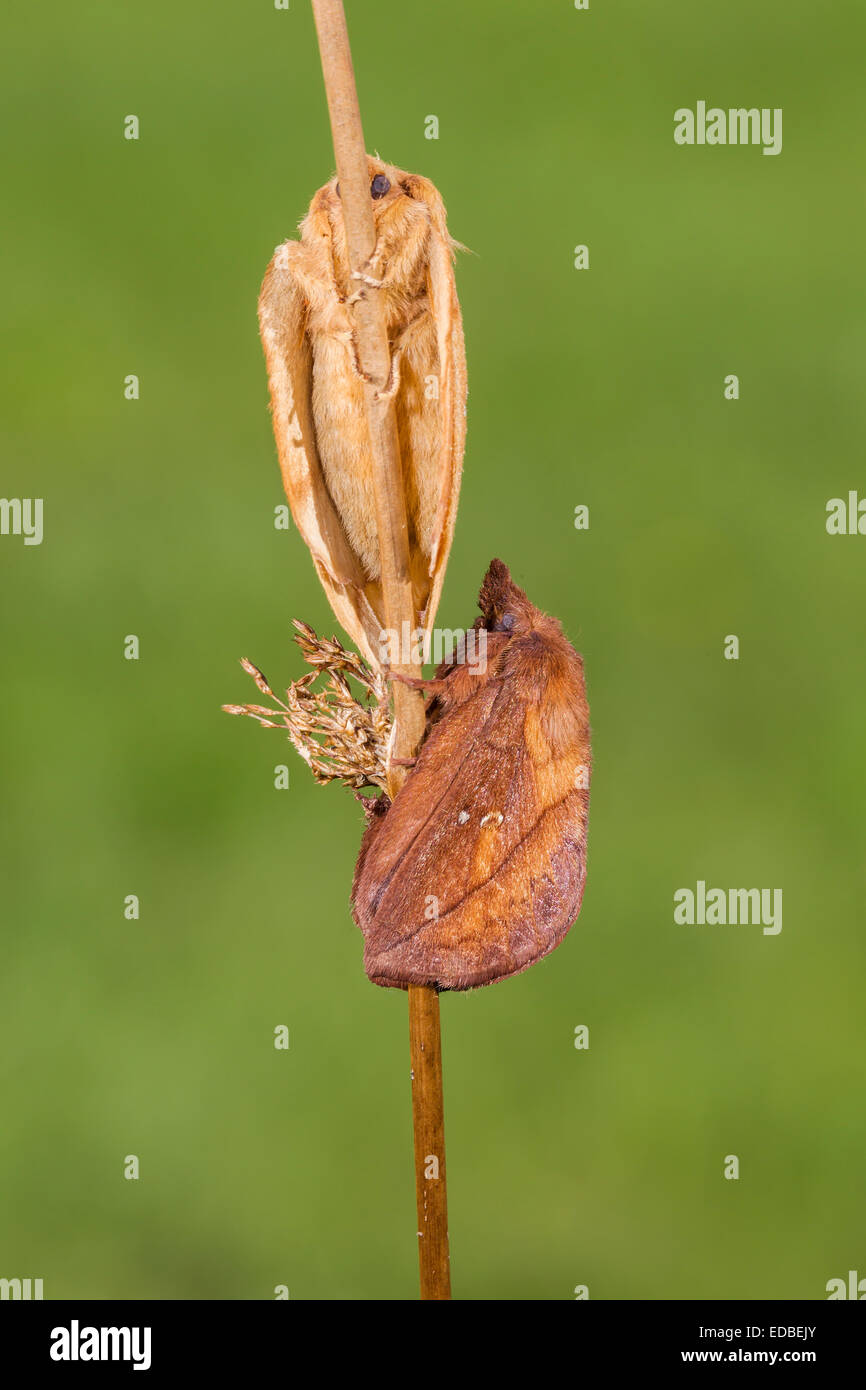 The Drinker moth (Euthrix potatoria), Volcanic Eifel, Rhineland ...