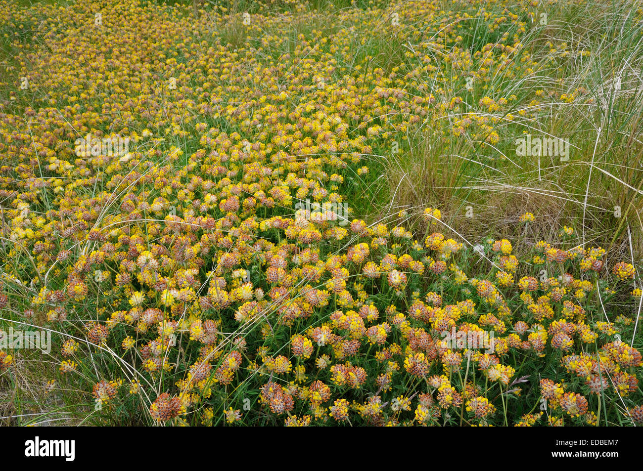 Kidney Vetch - Anthyllis vulneraria Carpet of flowers on Machair ...