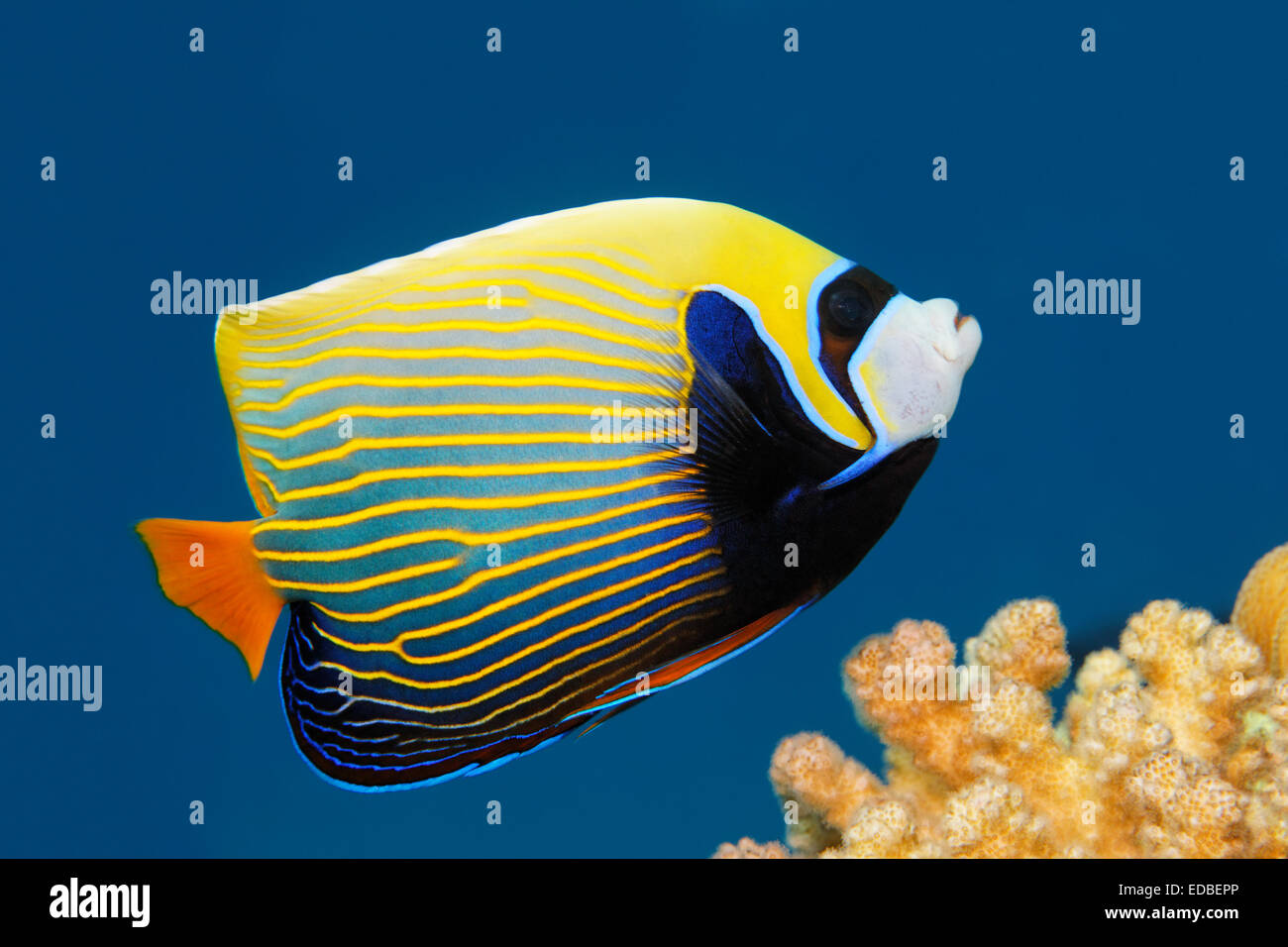Emperor Angelfish (Pomacanthus imperator), Great Barrier Reef, Pacific ...