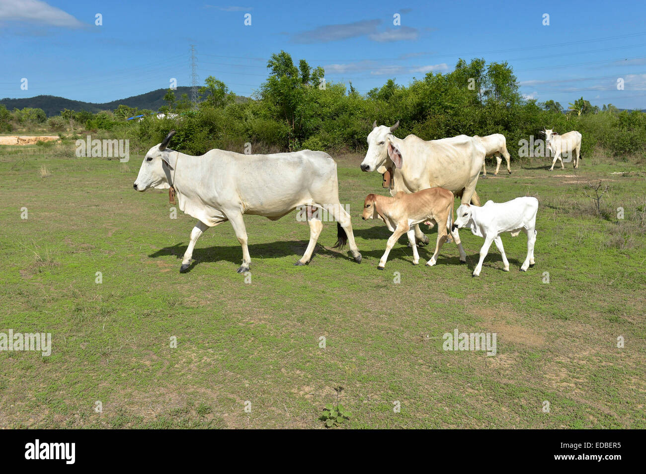 Domestic calves hi-res stock photography and images - Alamy