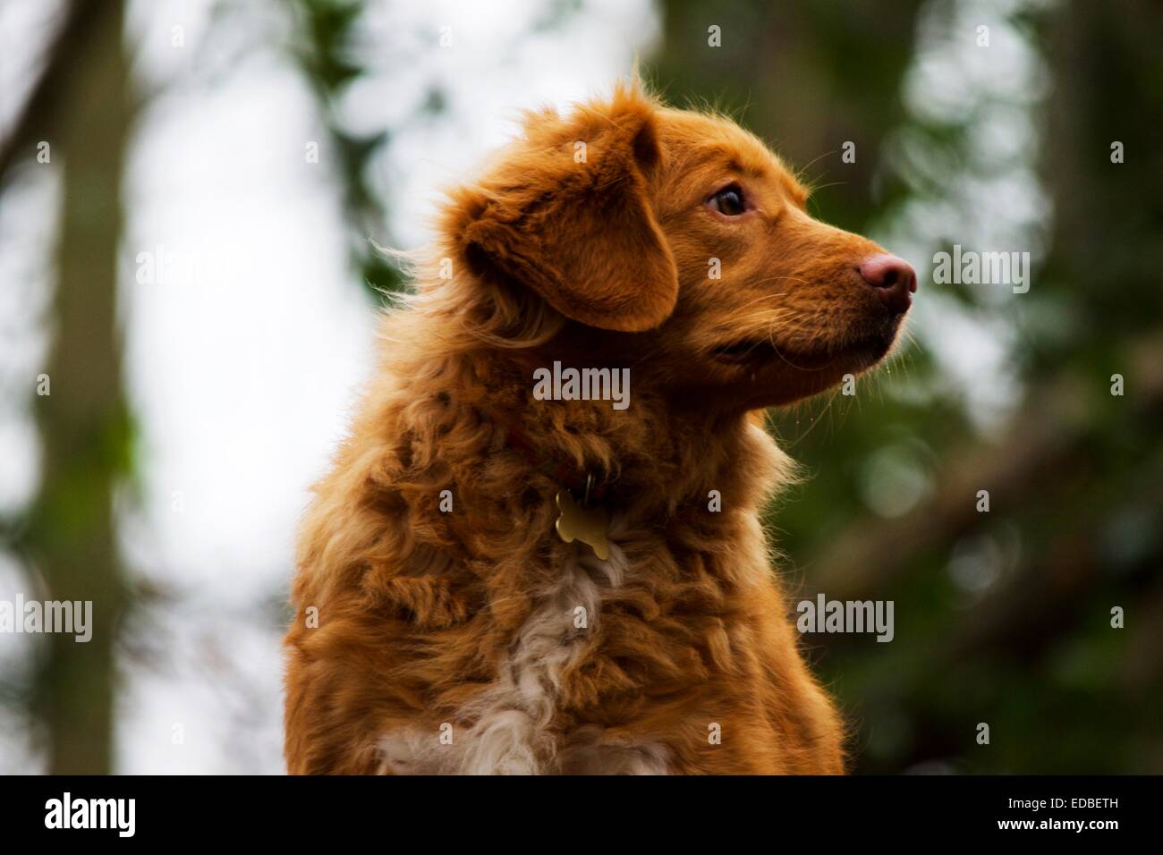 Toller dog hi-res stock photography and images - Alamy