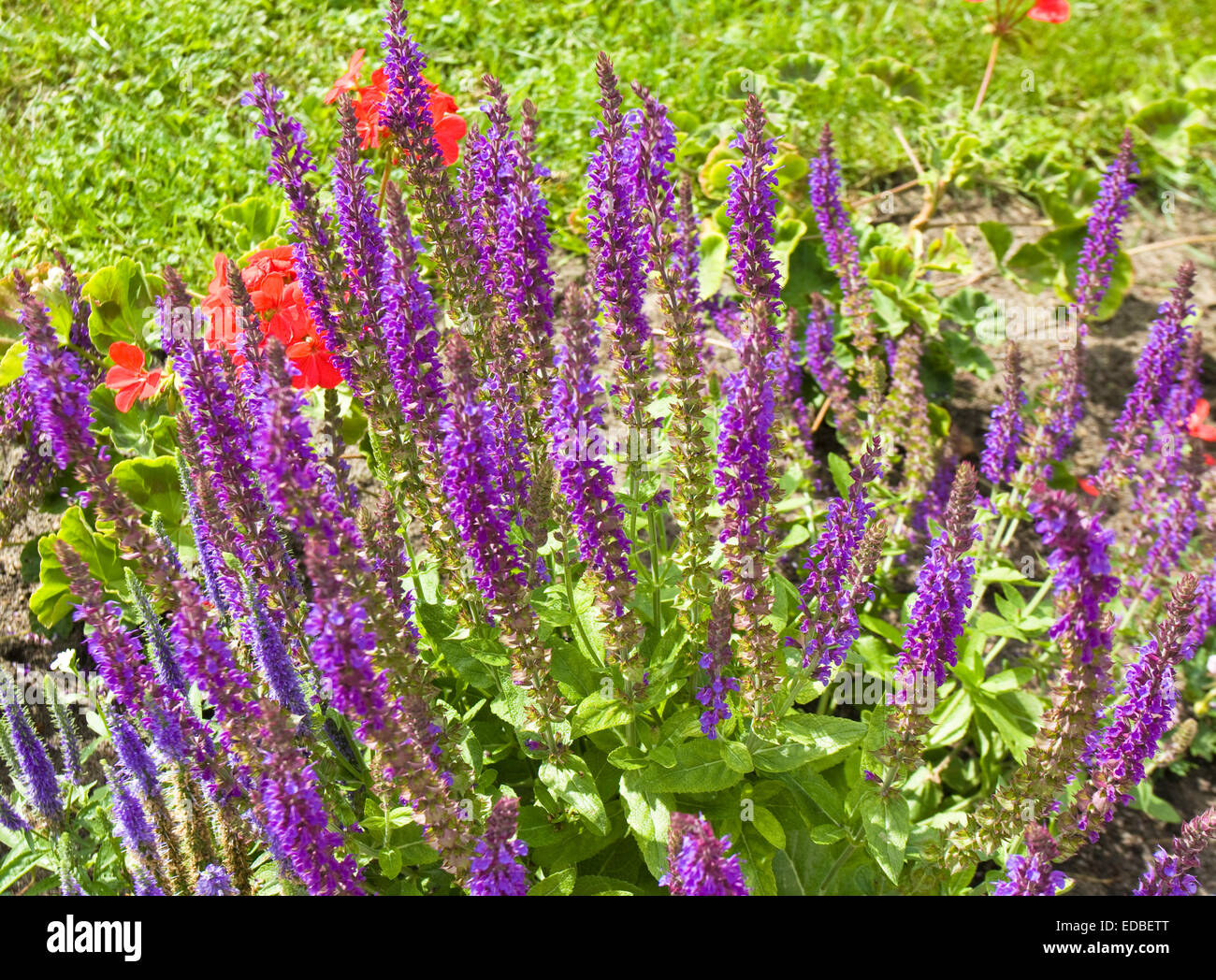 Salvia superba hi-res stock photography and images - Alamy