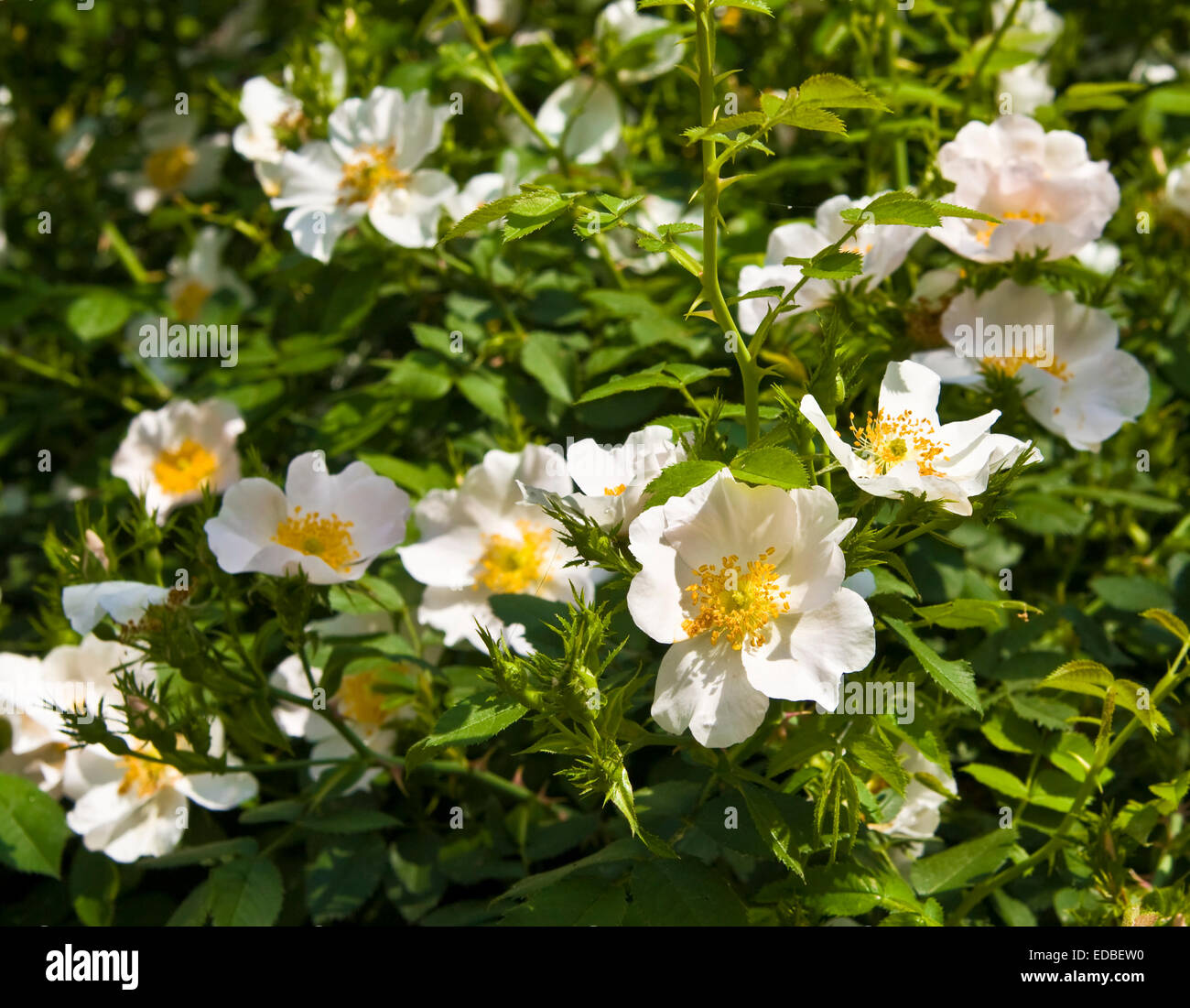 Few flowers of white wild rose on shrub Stock Photo - Alamy