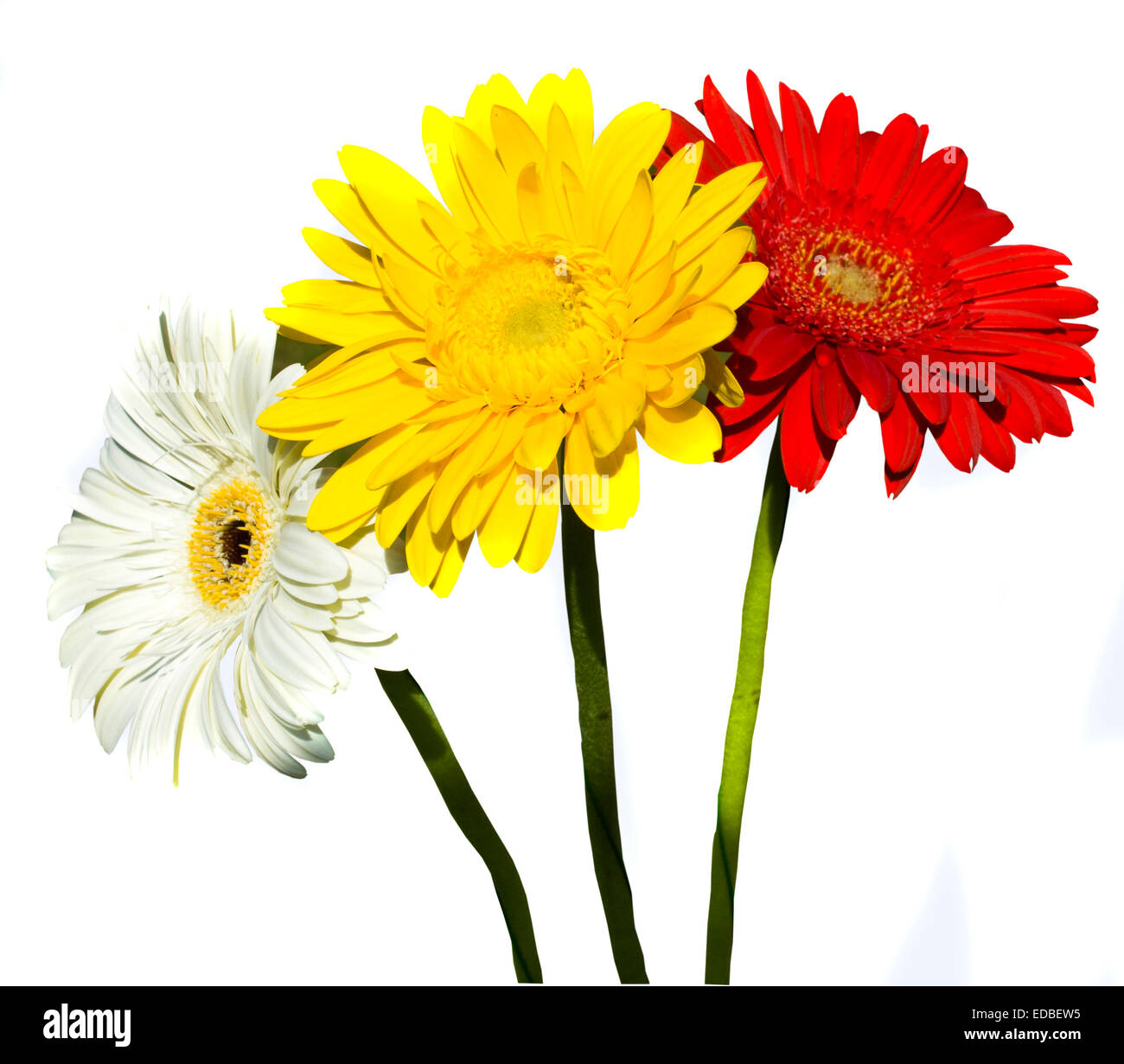 Three gerbera - white, yellow and red isolated on white background ...
