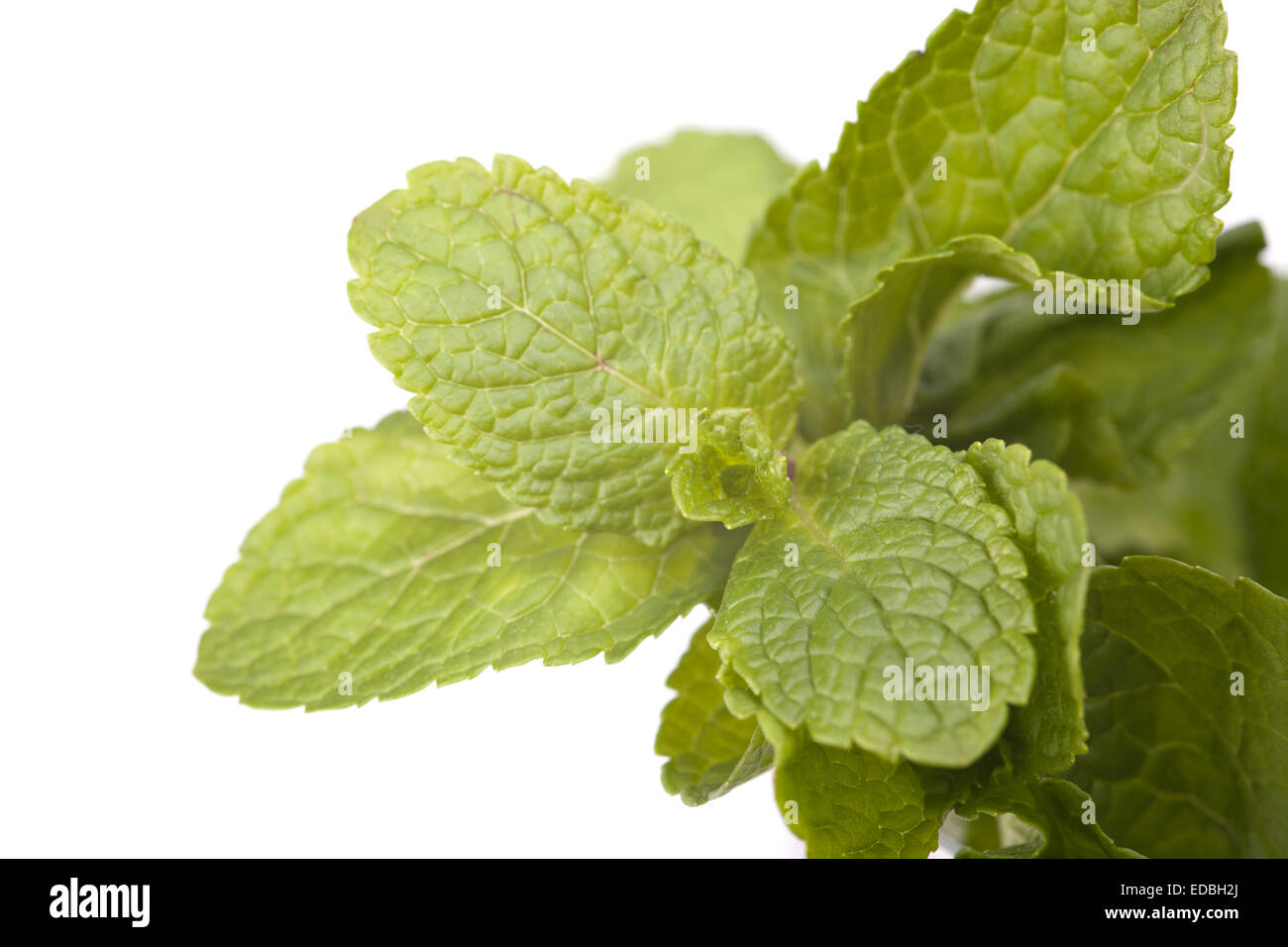 sprig of mint Stock Photo - Alamy