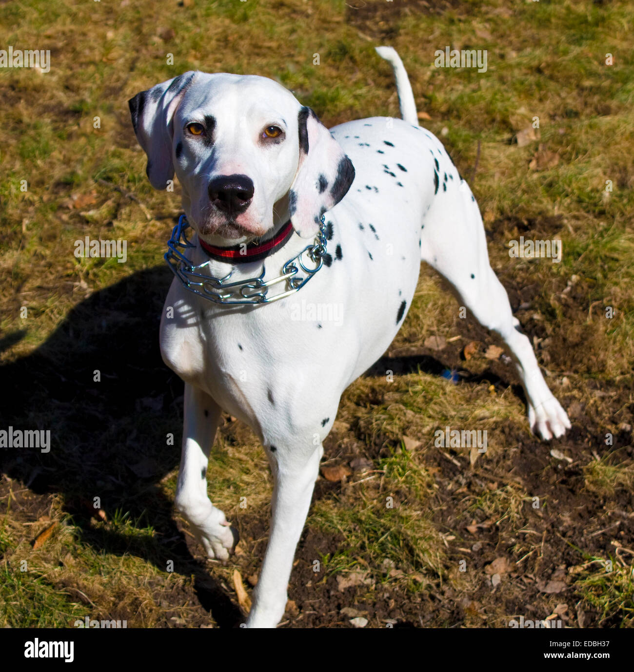 Dog Dalmatian, white colour with black spots, standing Stock Photo - Alamy