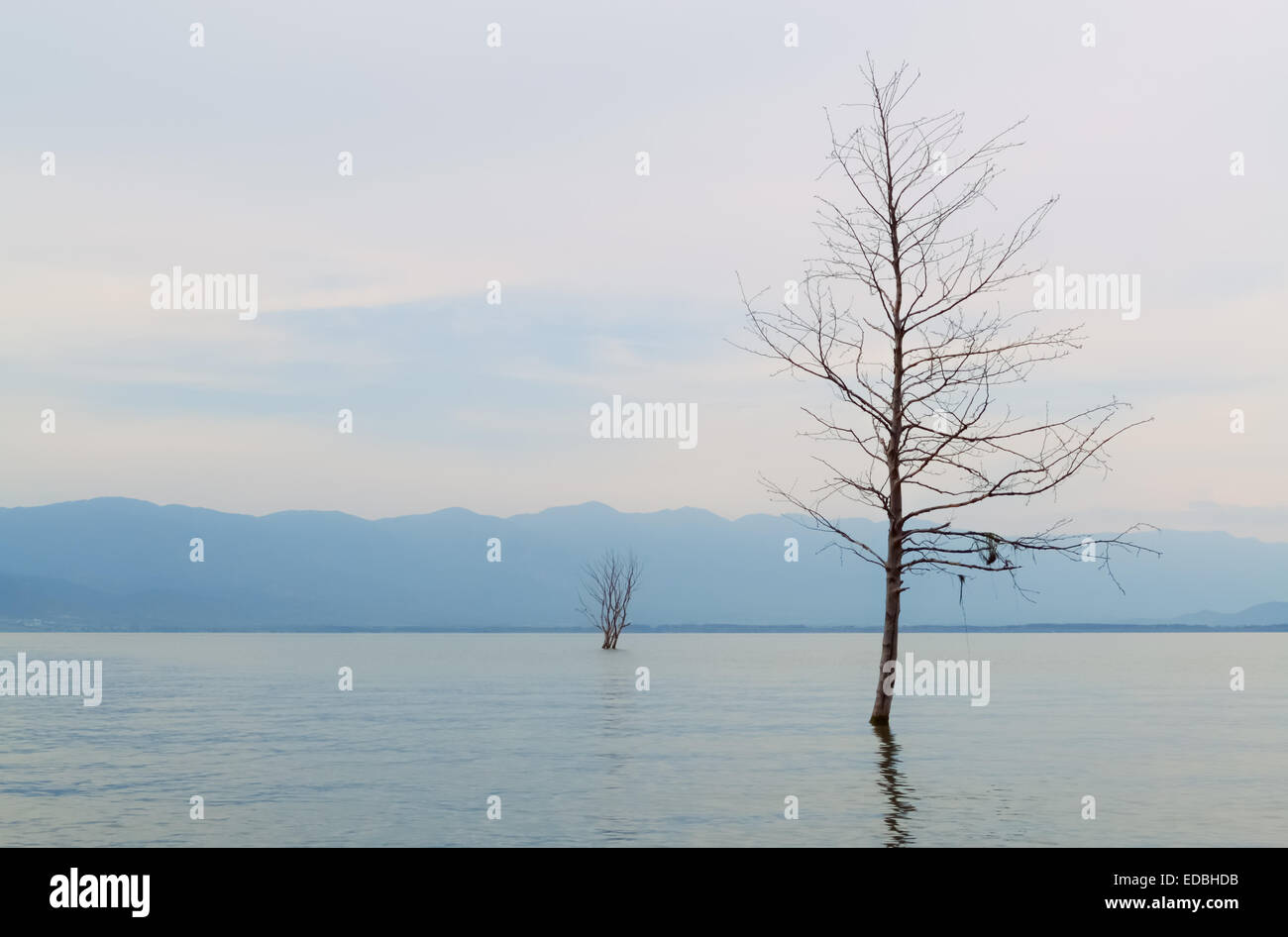 Scene of a lone tree that grows in water Stock Photo - Alamy