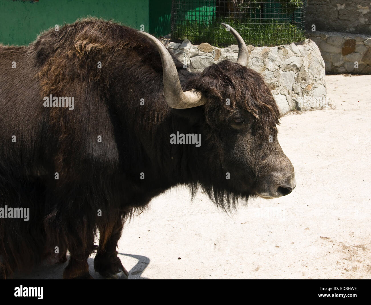 Tibetan yak (bos grunniens), part body with head Stock Photo - Alamy