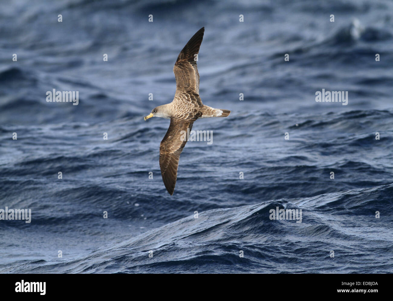 Cory's Shearwater - Calonectris diomedea Stock Photo - Alamy