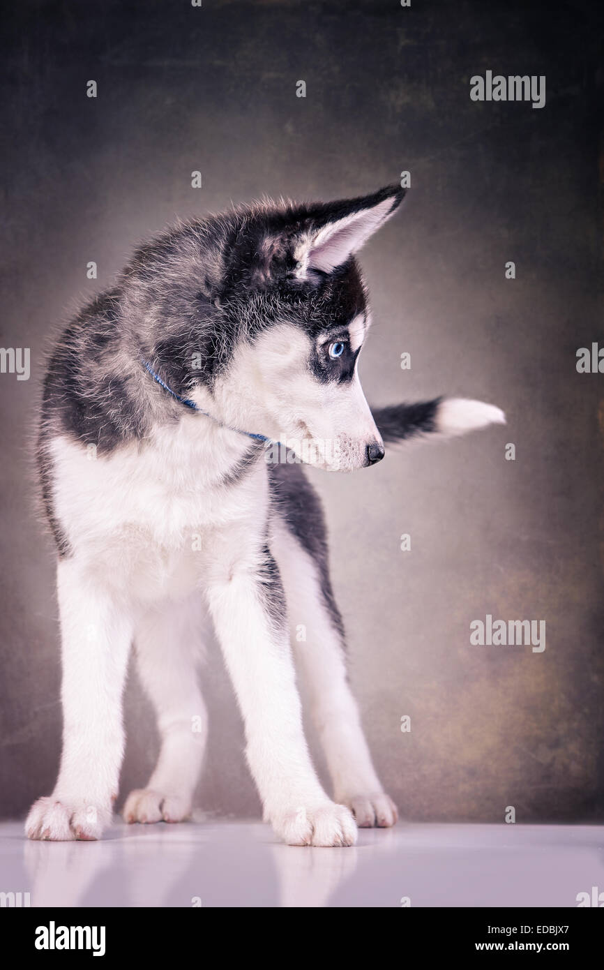 Husky dog hi-res stock photography and images - Alamy