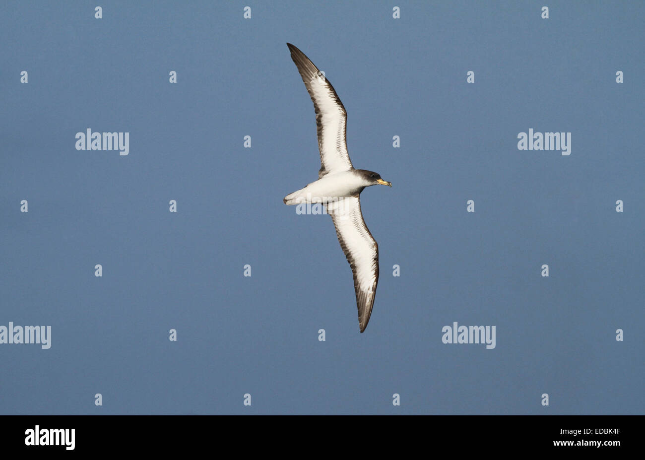 Cory's Shearwater - Calonectris diomedea Stock Photo - Alamy