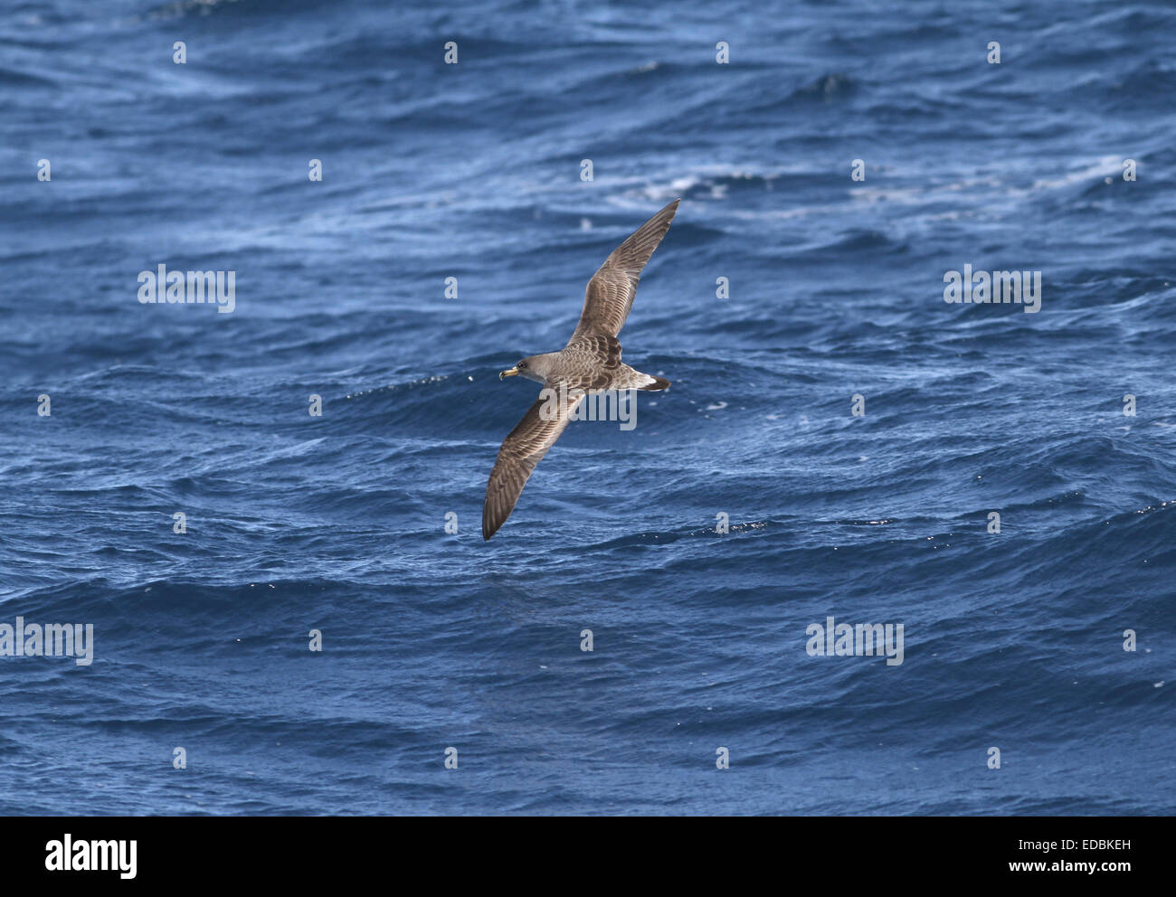 Cory's Shearwater - Calonectris diomedea Stock Photo - Alamy