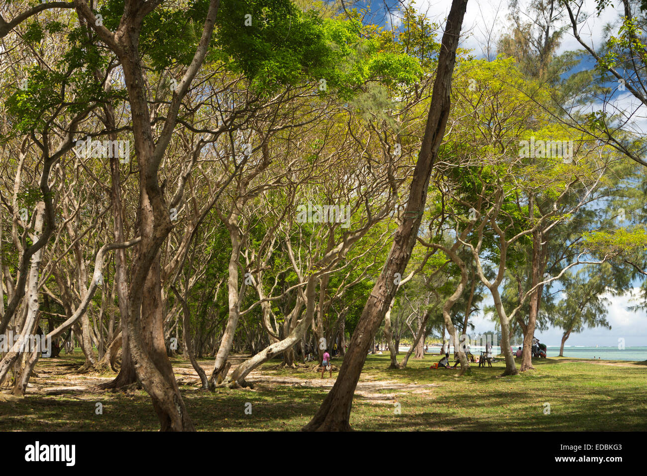 Shady beaches hi-res stock photography and images - Alamy