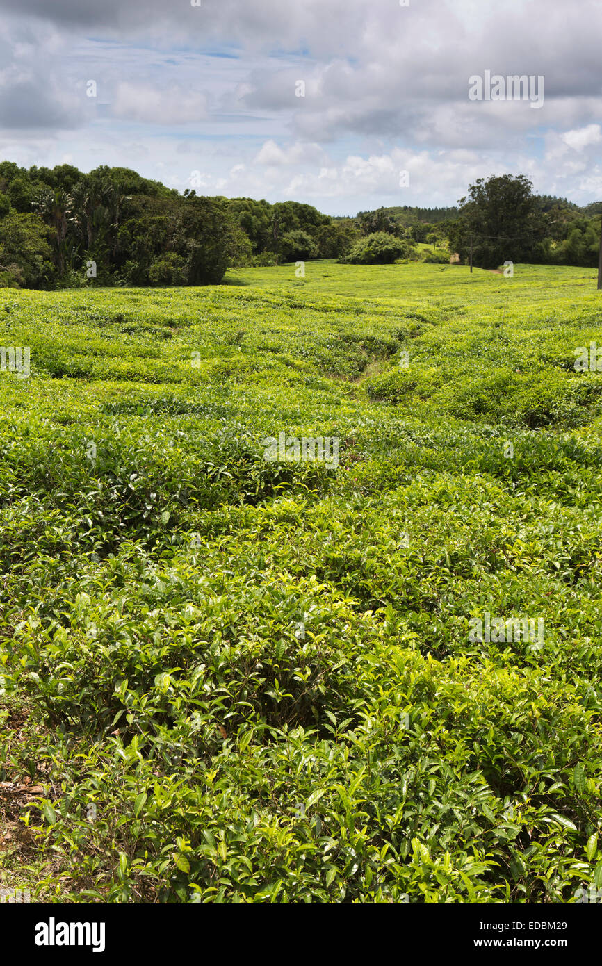 Mauritius, Bois Cheri, tea plantation, plants growing in southern hills ...