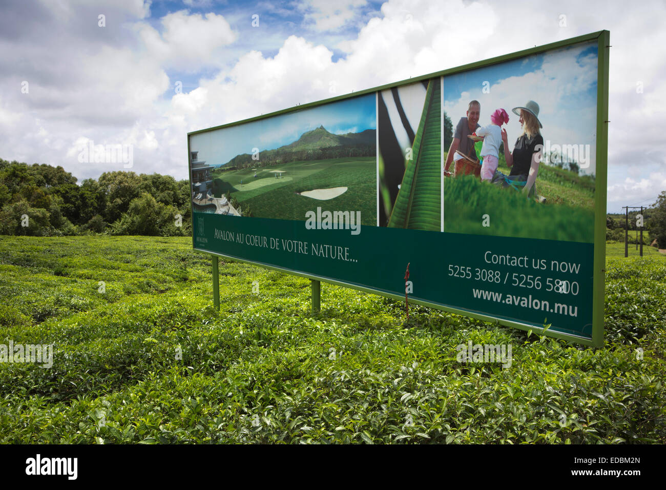 Mauritius, Bois Cheri, tea plantation, hoarding advertising Avalon Golf ...