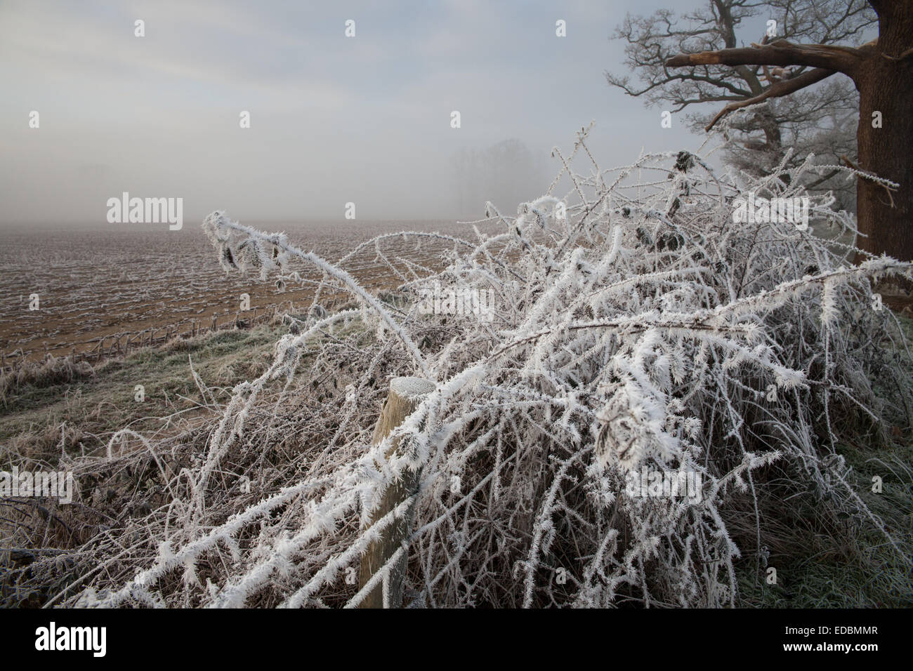 Hard frost over fields in the Berkshire countryside Stock Photo - Alamy