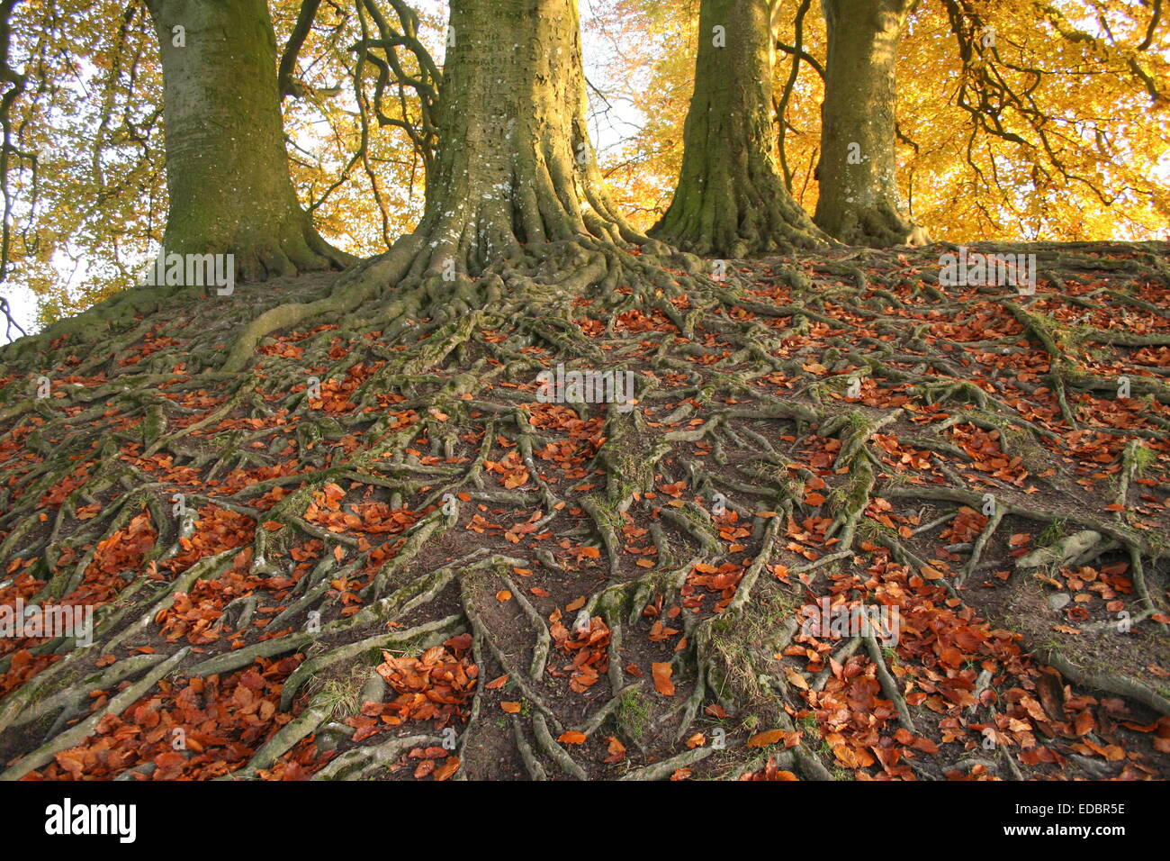 Exposed roots of beech trees at Avebury Stone Circle Stock Photo - Alamy