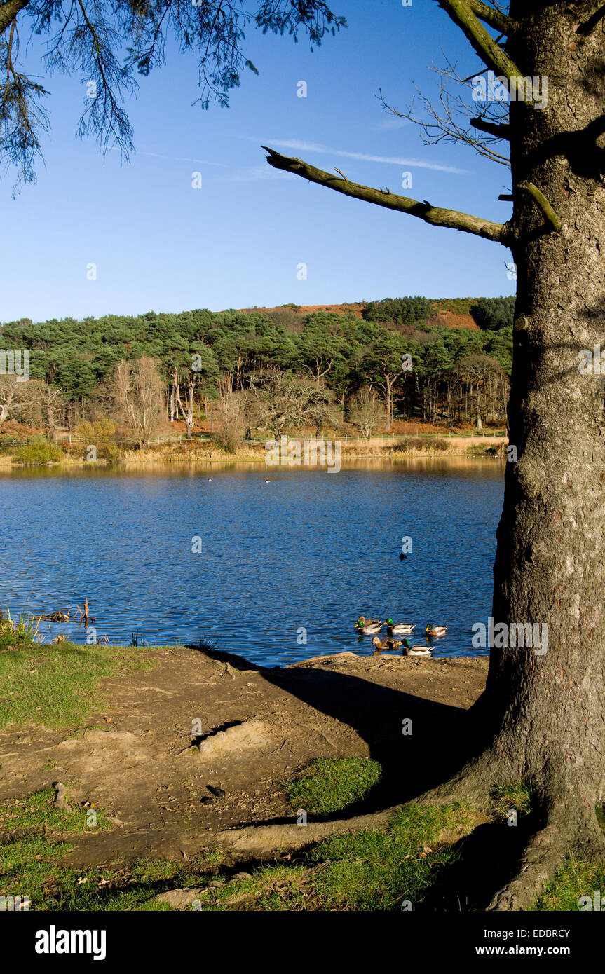 Lake Margam Park, Port Talbot, South Wales Stock Photo - Alamy