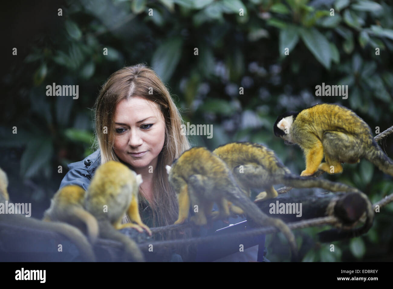 London, UK. 5th Jan, 2015. A zookeeper poses for the press with monkeys ...
