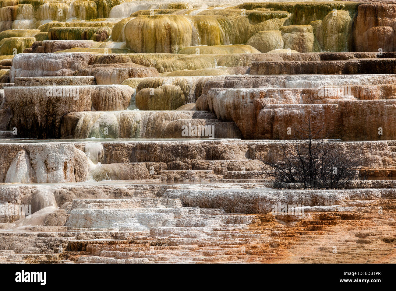 Minerva Terrace, Lower Terraces, limestone sinter terraces, hot springs ...