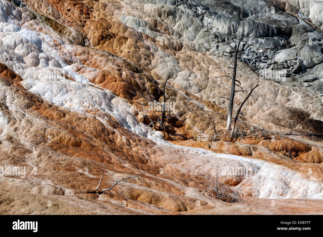 Limestone sinter terraces, hot springs, dead trees, Terrace Mountain at ...