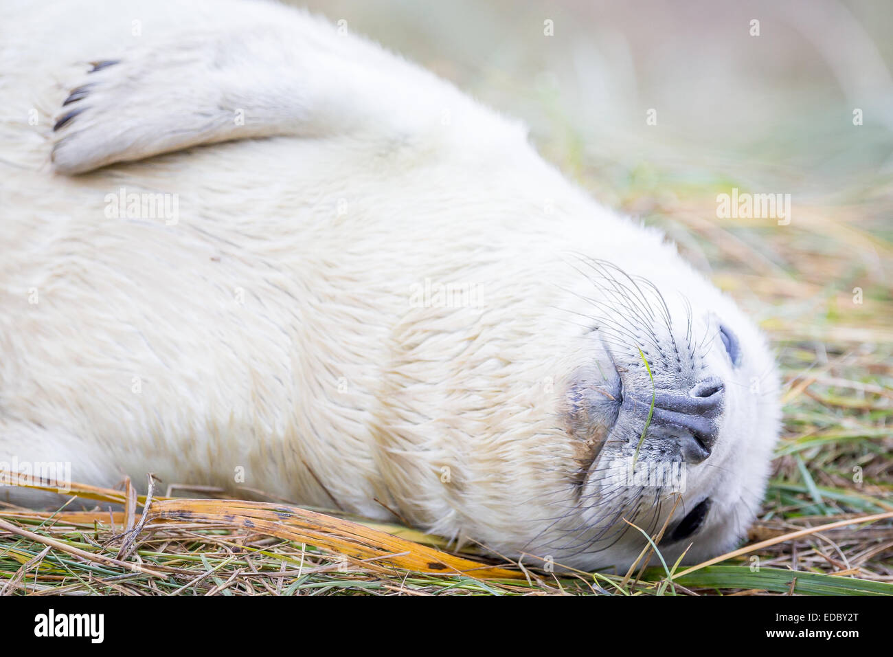 Grey Seals At Donna Nook In The Uk Stock Photo - Alamy