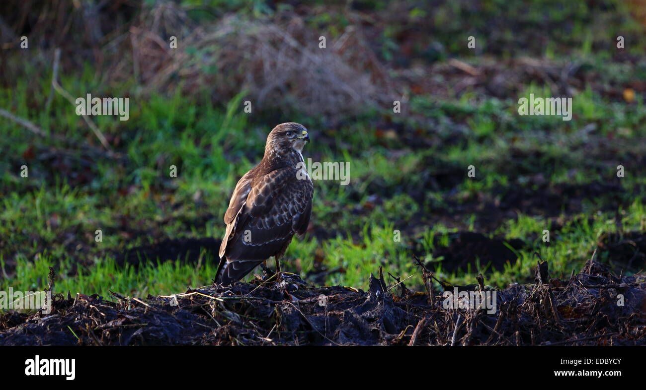 common buzzard posing Stock Photo - Alamy
