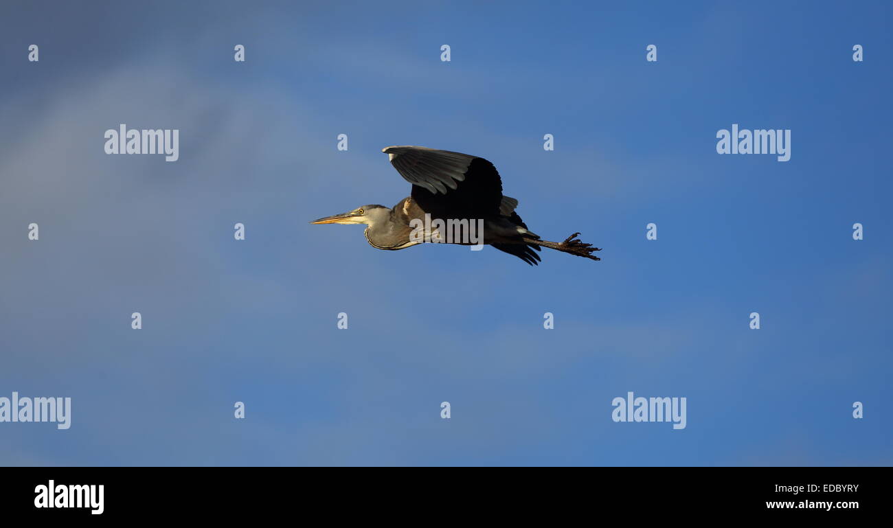 grey heron in flight Stock Photo - Alamy