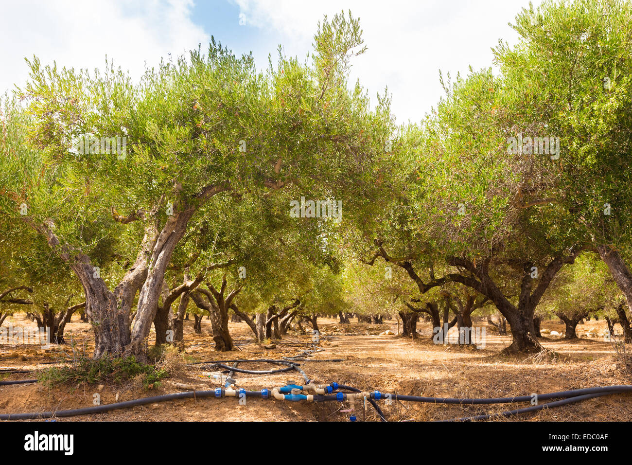 Olive tree irrigation hi-res stock photography and images - Alamy