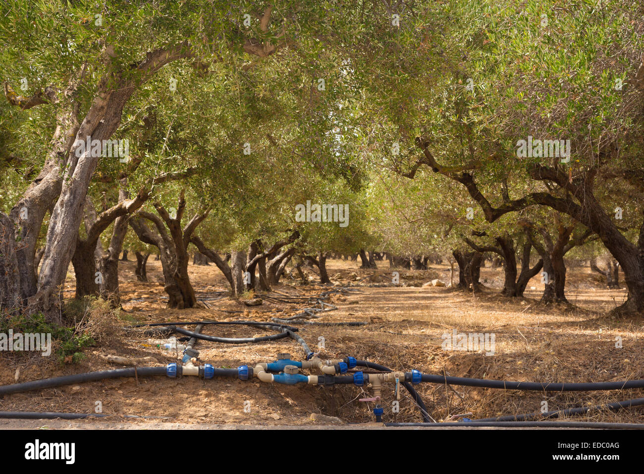 Olive tree irrigation hi-res stock photography and images - Alamy