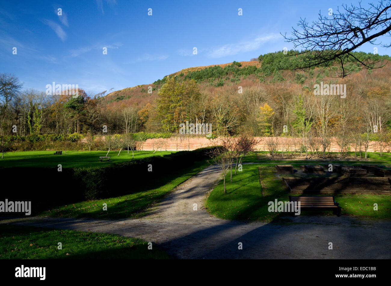 Margam tree hi-res stock photography and images - Alamy