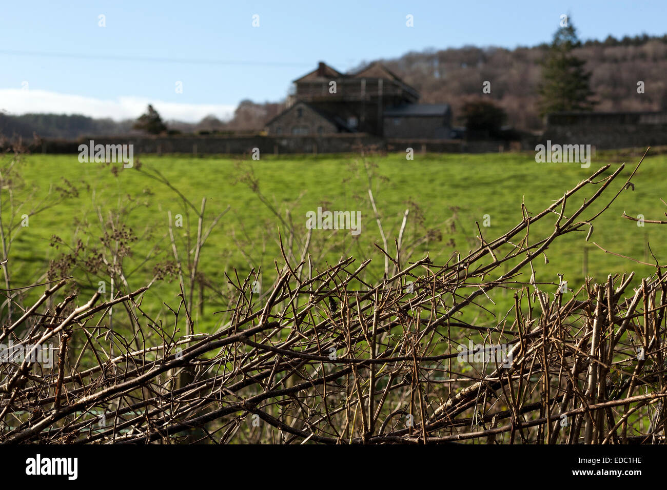 hedgerow,Teign valley,rowan,hazel,hawthorn,hedgerow, yield, green, row ...