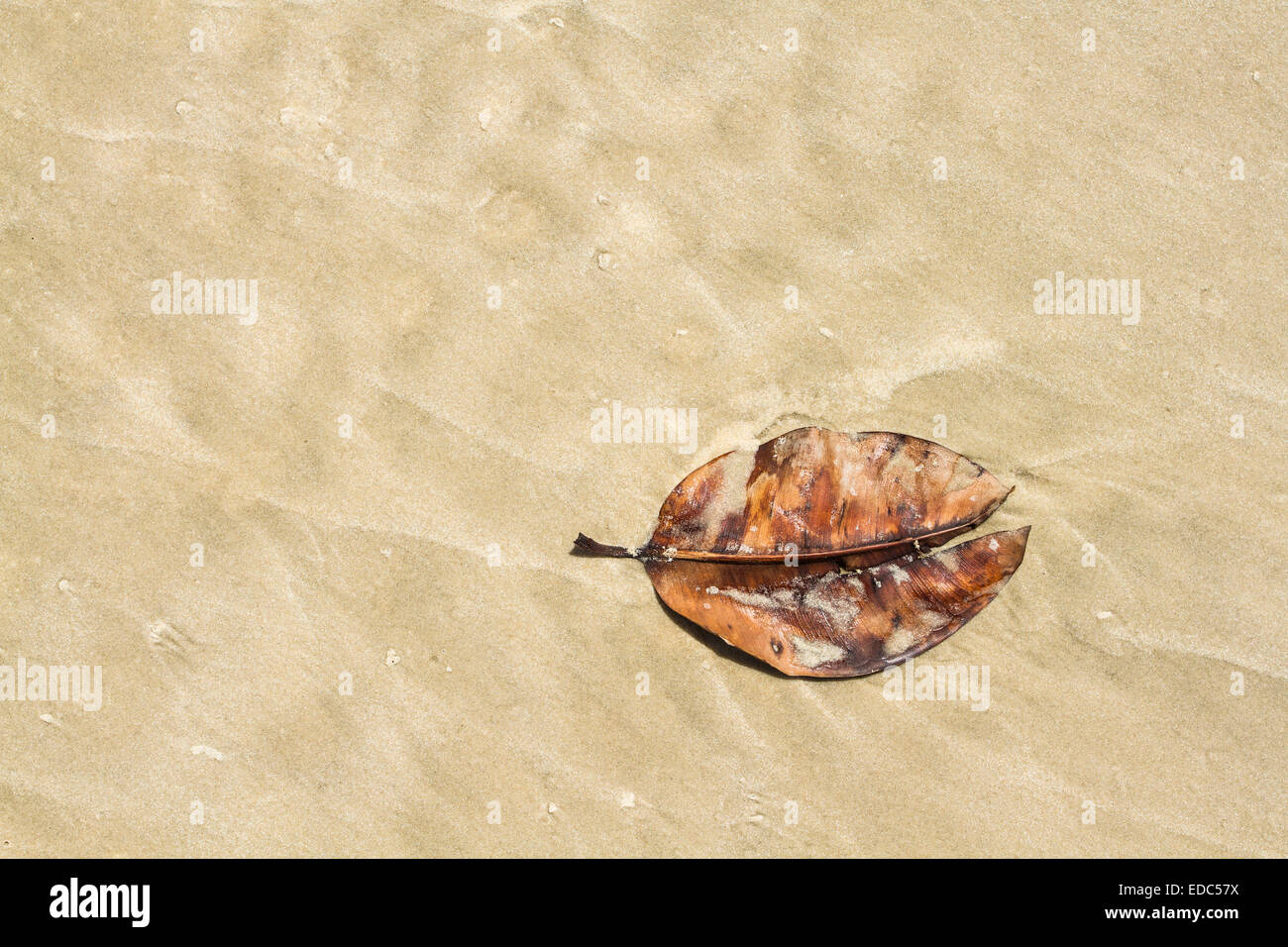 Brown leaf on sand hi-res stock photography and images - Alamy