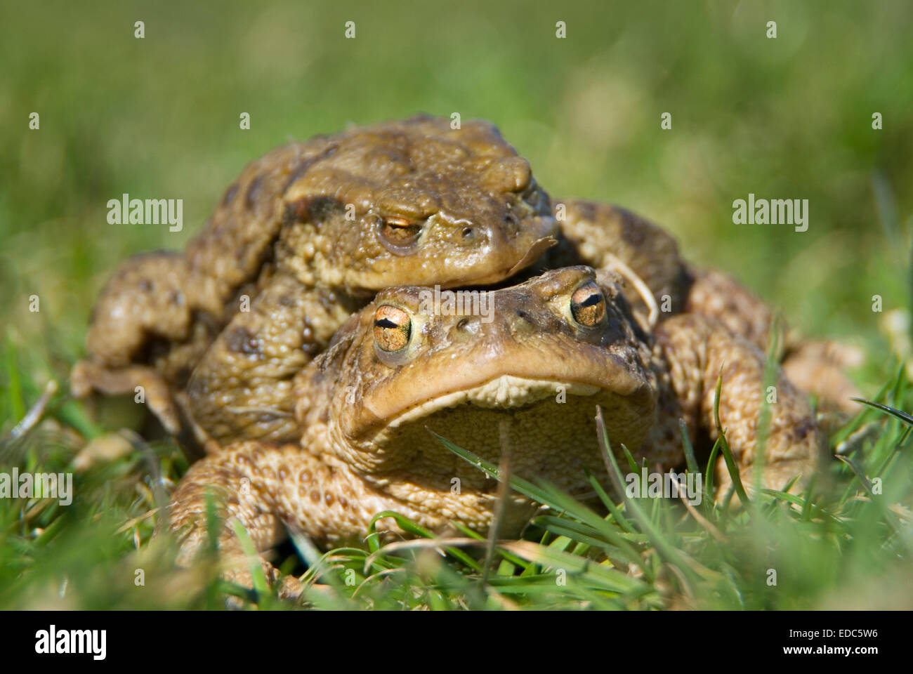 Common toad (Bufo bufo) pair in amplexus grip Stock Photo - Alamy
