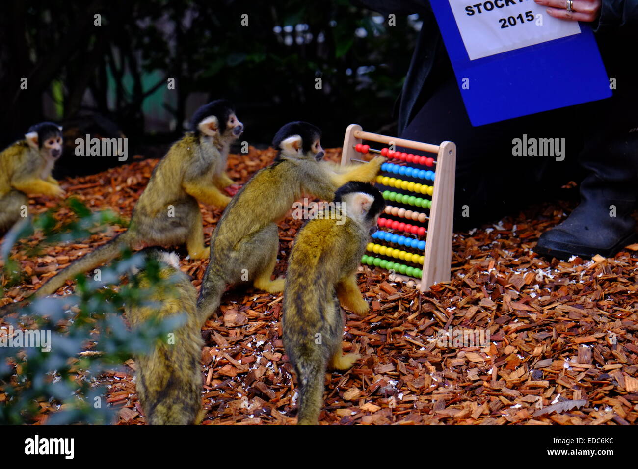 London Zoo, UK. 05th Jan, 2015. Squirrel Monkeys help with the counting ...