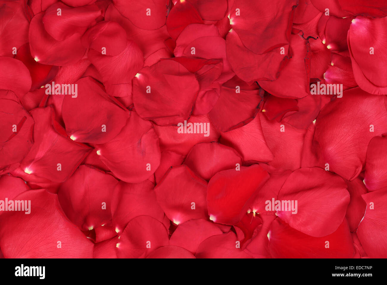 Background from petals of red roses flowers love topic on Valentine's ...