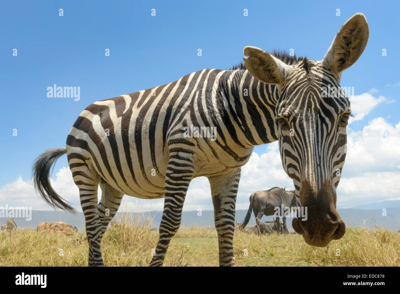 Plains Zebra (Equus quagga) grazing on the plain in the Ngorongor ...