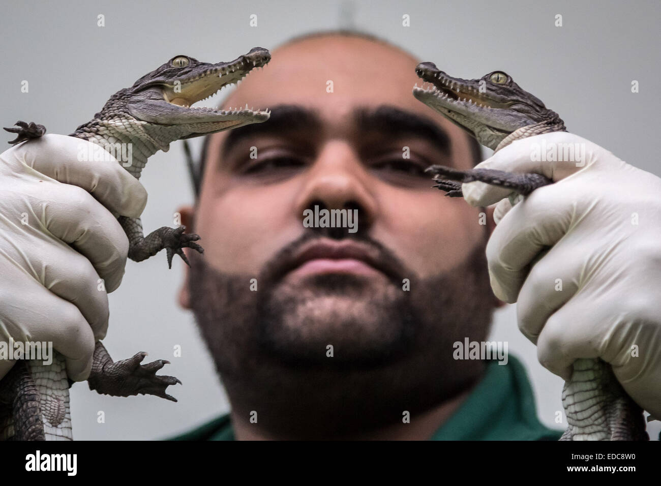 London, UK. 5th Jan, 2015. London Zoo (ZSL) Annual Animal Stocktake ...