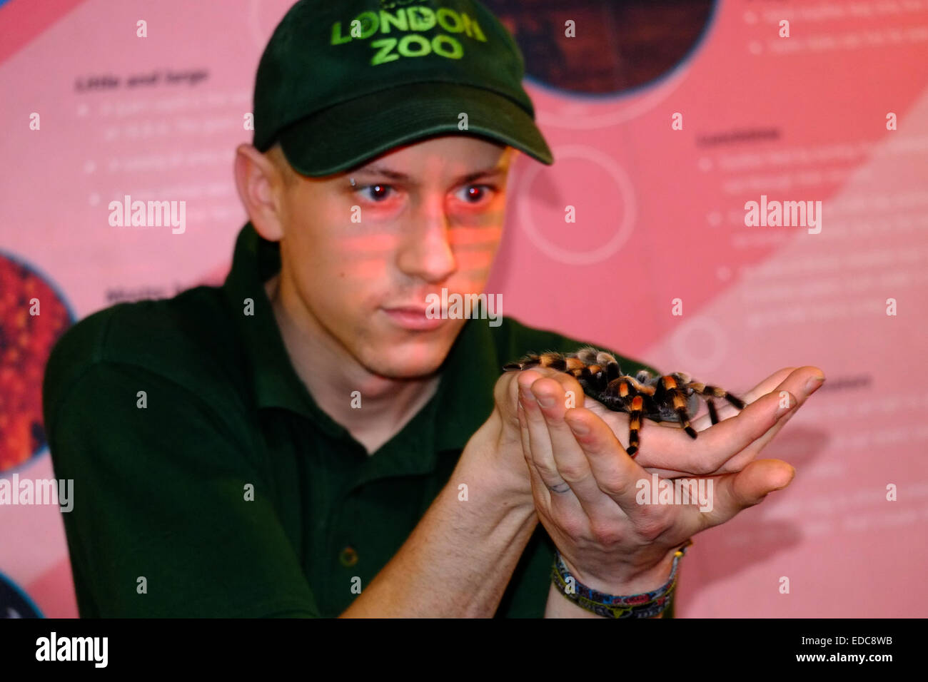 London Zoo, UK. 05th Jan, 2015. A zookeeper holds a red knee Tarantula ...