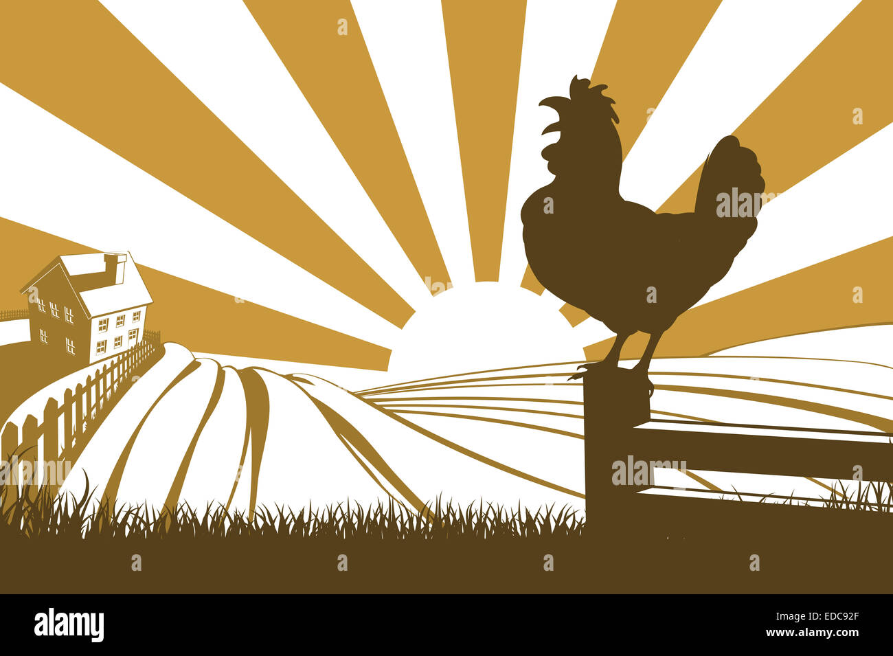 Silhouette rooster cockerel crowing at dawn with sunrise in the ...