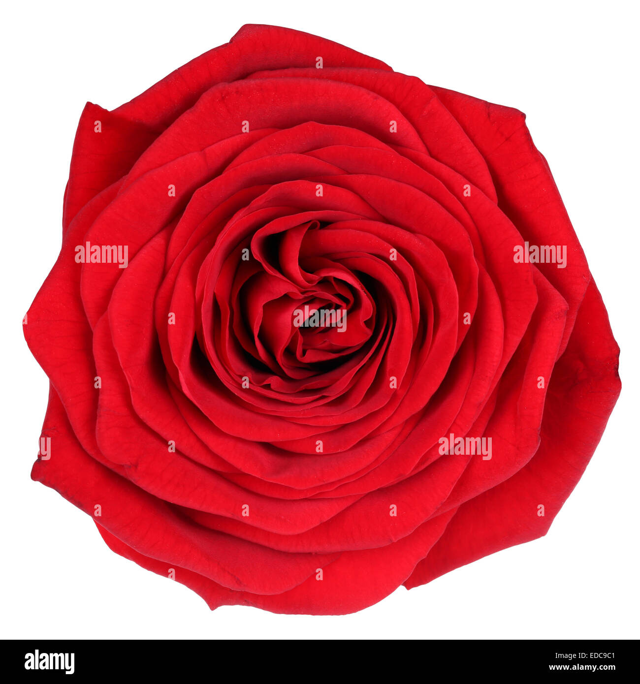 Blossom red rose isolated on a white background Stock Photo - Alamy