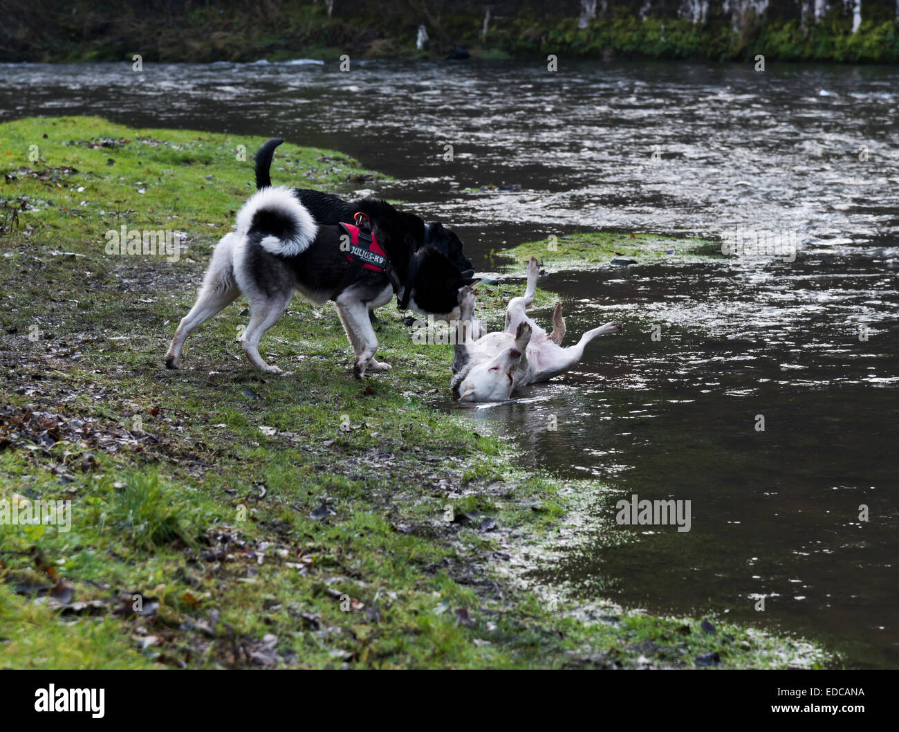 Two dogs playing at side of river Derbyshire England Stock Photo - Alamy