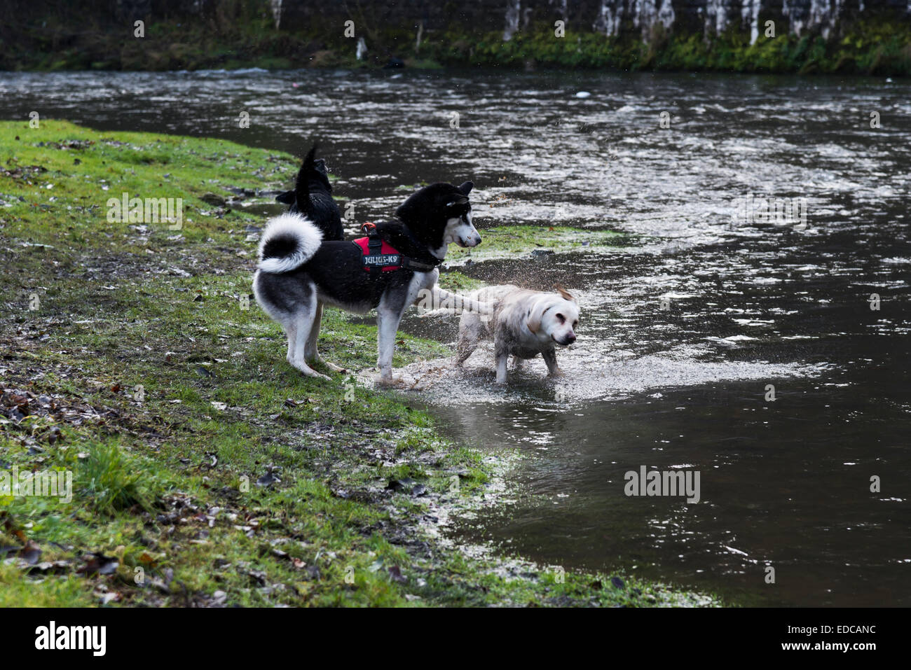 Two dogs playing at side of river Derbyshire England Stock Photo - Alamy