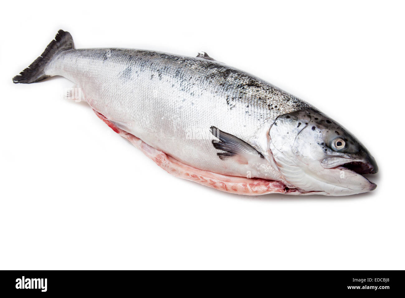 Whole Scottish salmon fish (3.6kg ) isolated on a white studio ...