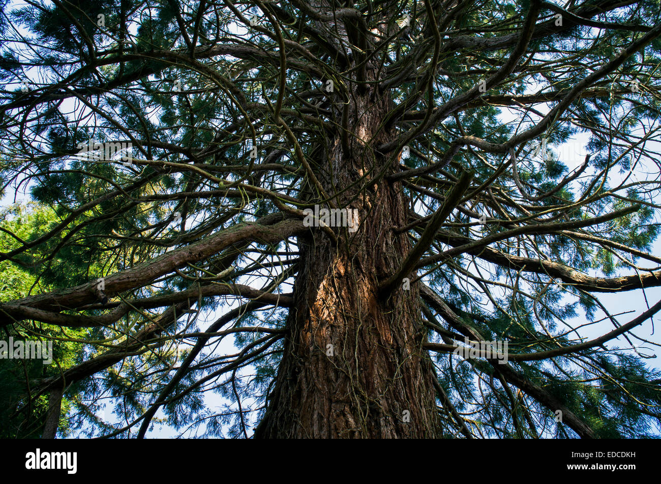 Ramster hi-res stock photography and images - Alamy