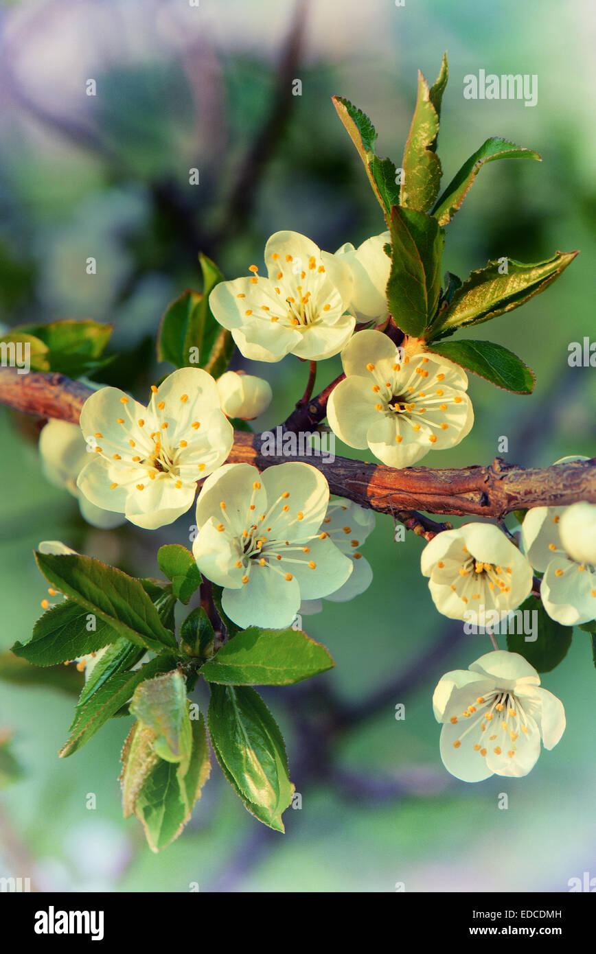 Flowering branch of cherry Stock Photo - Alamy